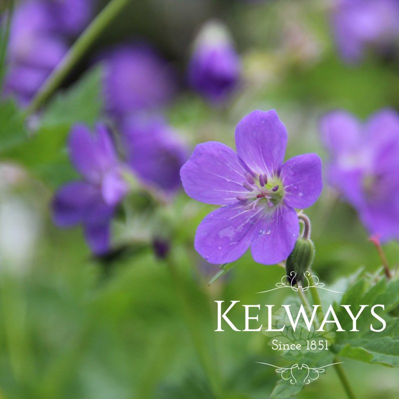 Geranium sylvaticum 'Mayflower' - Kelways Plants Ltd