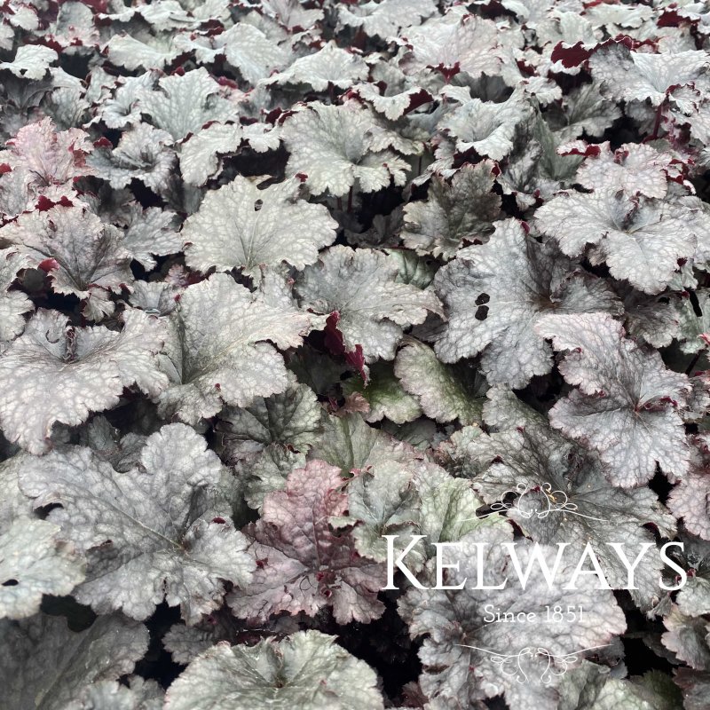 Heuchera Plum Pudding - Kelways Plants Ltd