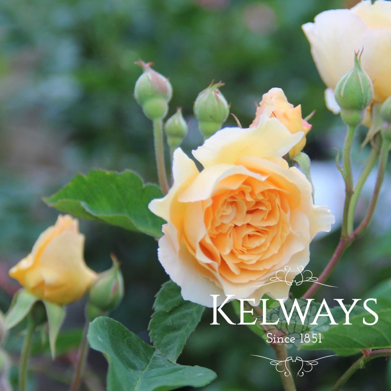 Rosa 'Buff Beauty' - Kelways Plants Ltd