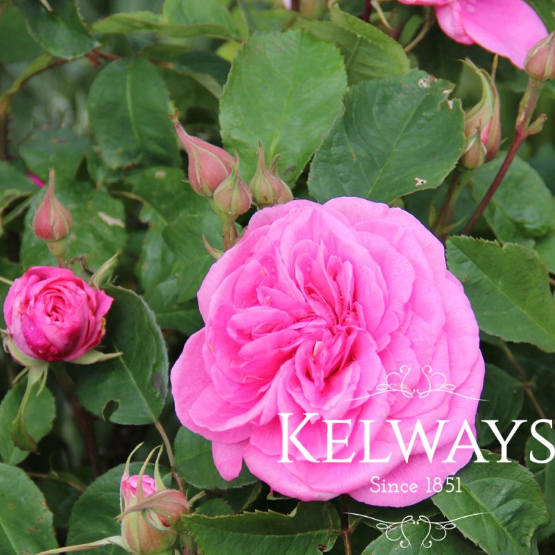 Rosa 'Gertrude Jekyll' - Kelways Plants Ltd