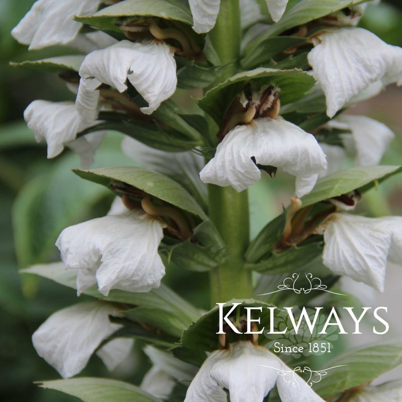 Acanthus mollis (Latifolius Group) 'Rue Ledan' - Kelways Plants Ltd