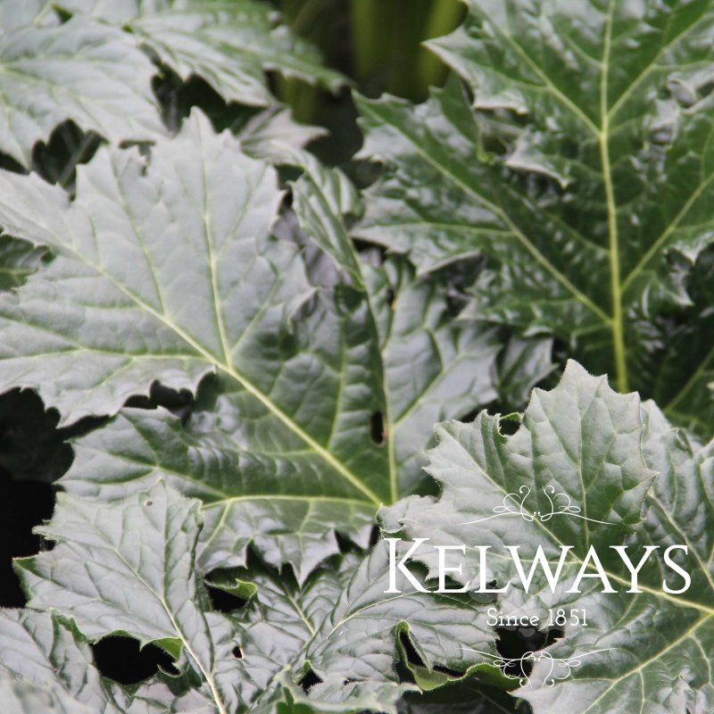 Acanthus mollis (Latifolius Group) 'Rue Ledan' - Kelways Plants Ltd
