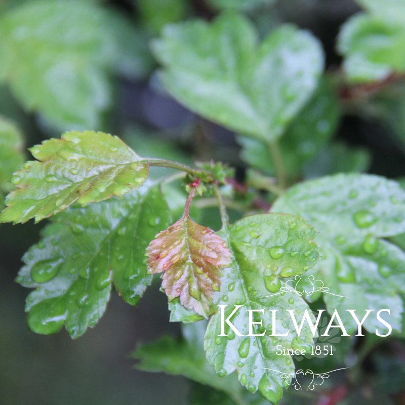 Crataegus laevigata 'Mutabilis Ravnholdt' - Kelways Plants Ltd