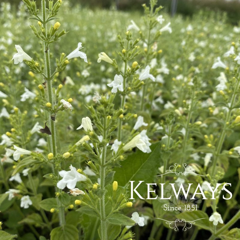 Calamintha nepeta subsp. glandulosa 'White Cloud' - Kelways Plants Ltd