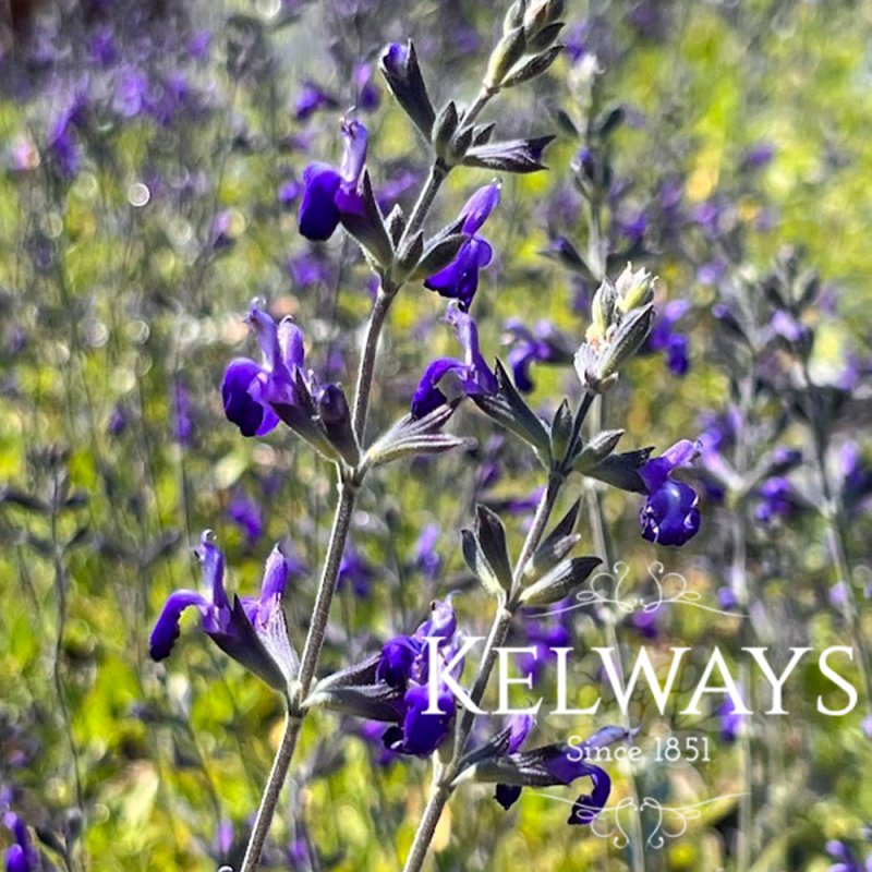 Salvia 'Blue Note' PBR - Kelways Plants Ltd