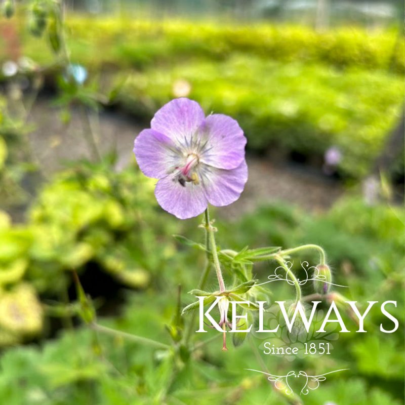 Geranium phaeum 'Wendy's Blush' - Kelways Plants Ltd
