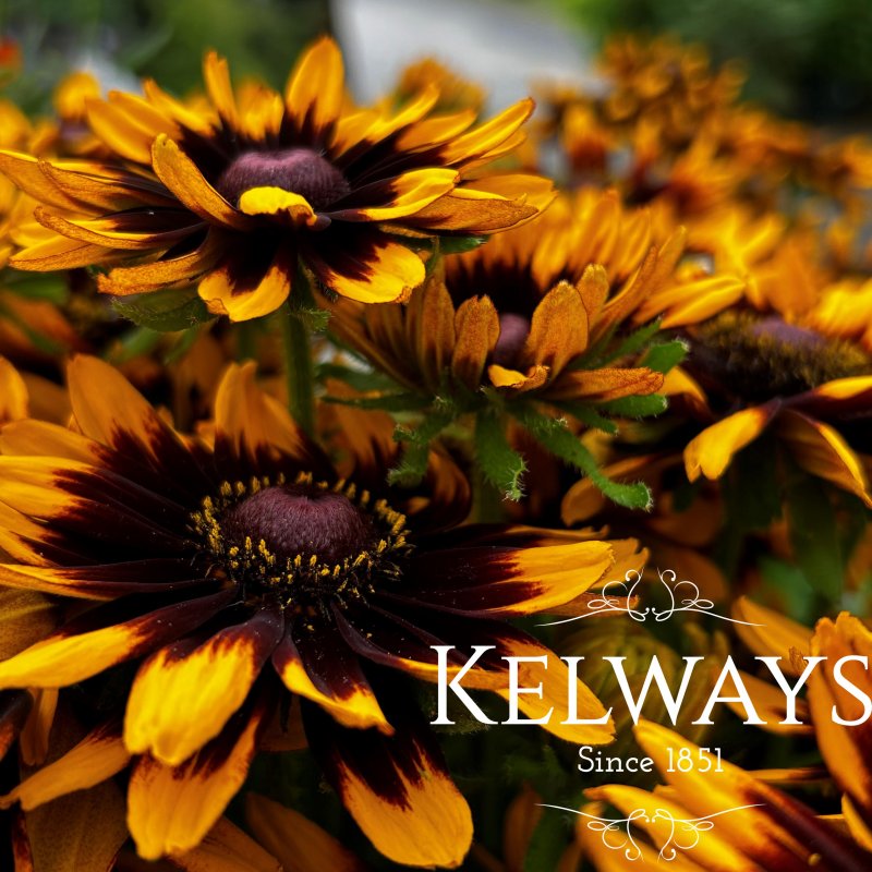 Rudbeckia RUDY MINI YELLOW BLACK (Rudy Mini Series) - Kelways Plants Ltd